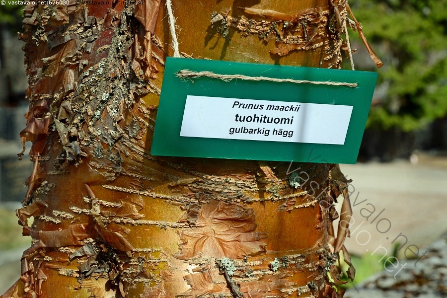 Kuva: Tuohituomi - tuohituomi Prunus maackii Padus tuomi lehtipuu runko ...