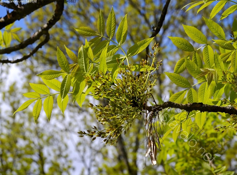 Kuva: Saarni - saarni Fraxinus excelsior puu puut jalo lehtipuu ...
