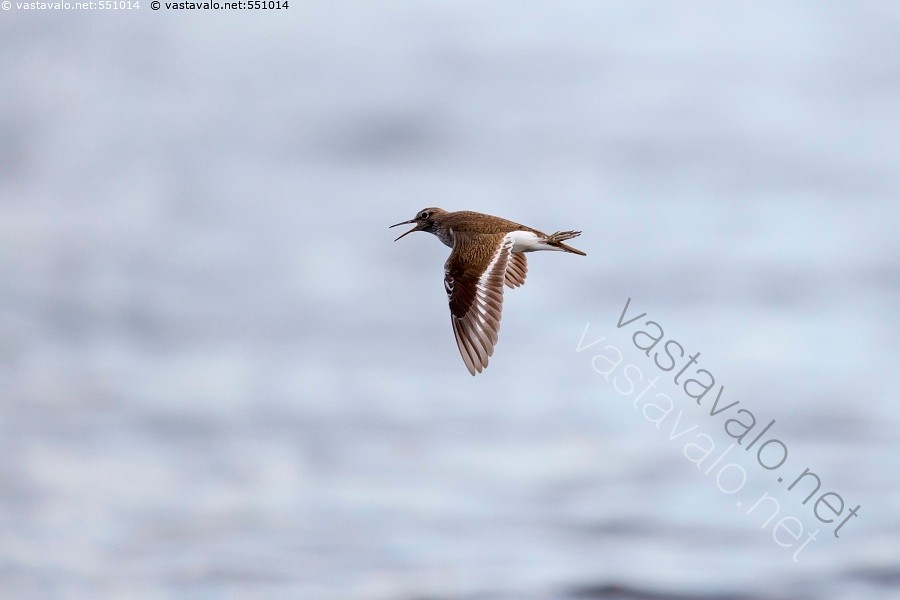 Kuva: Rantasipi lennossa - rantasipi Actitis hypoleucos järvi ...