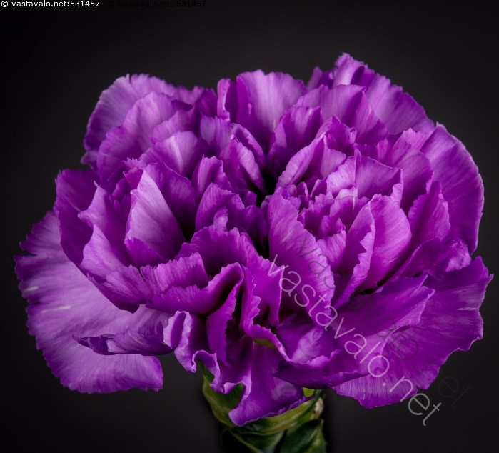 Kuva: Neilikka - neilikka tarhaneilikka leikkoneilikka Dianthus ...