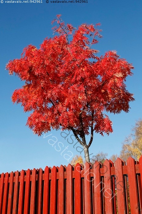 Kuva: Pihlaja - pihlaja kasvi puu runko lehvistö ruska säleaita aita ...