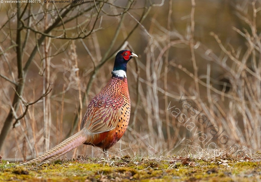Kuva: Fasaani - fasaani Phasianus colchicus koiras lintu eläin kevät ...