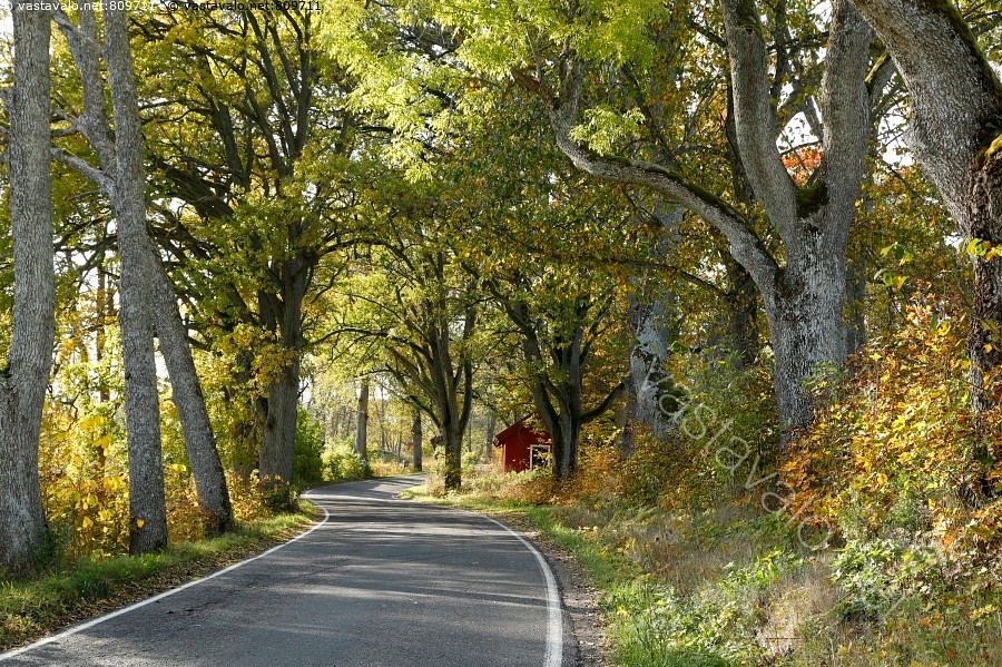 Kuva: Maantie - maantie tammi saarni puu runko ruska mutka mökki Inkoo ...