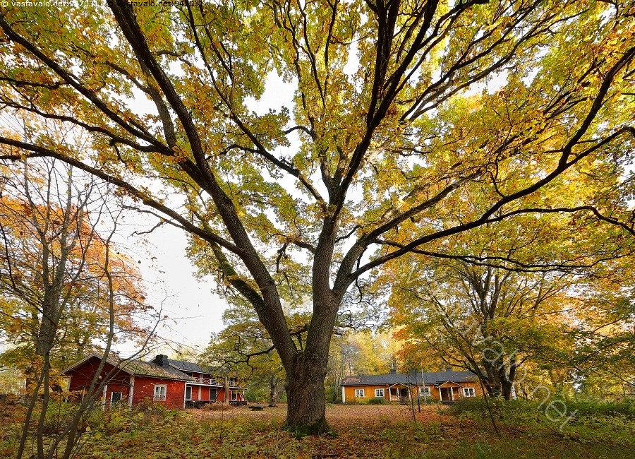 Kuva: Iso tammi pihalla - tammi piha talo varasto puu syksyn värit oksa ...