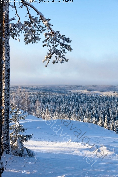 Kuva: Talvi - metsä maisema talvi luonto puu puut oksat lumi valo ...