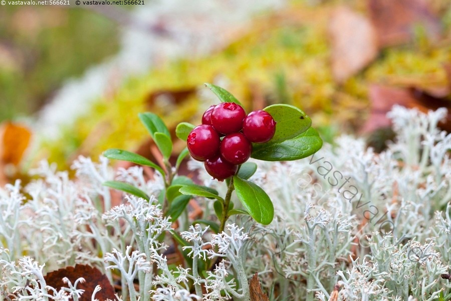 Kuva: Puolukka - puolukka punainen marja Vaccinium vitis-idaea kasvi ...