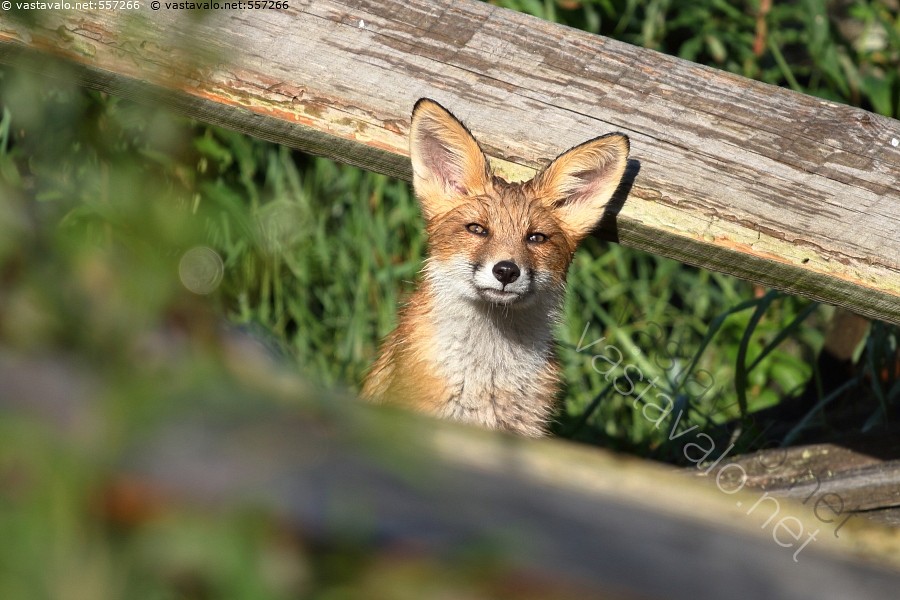 Kuva: Kettu tuijottaa - kettu kastunut lankku romahtanut lato katsoa ...