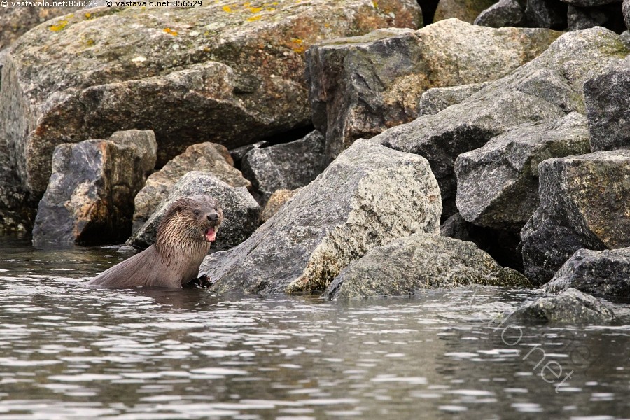 Kuva: Saukko - saukko näätäeläimet vesieläin syksy kivi vesi Lutra ...