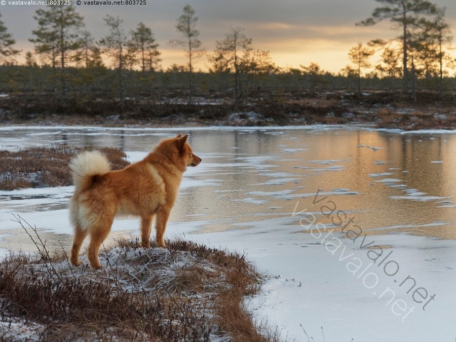 Kuva: Suomenpystykorva auringonlaskun aikaan - suomenpystykorva ...