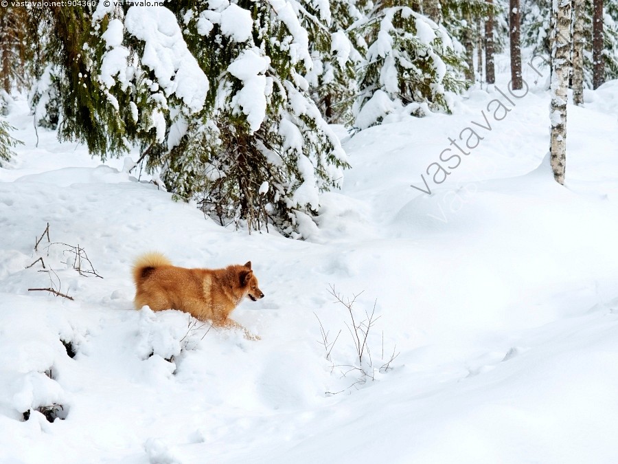 Kuva: Suomenpystykorva lumessa - suomenpystykorva pystykorva pikinokka ...