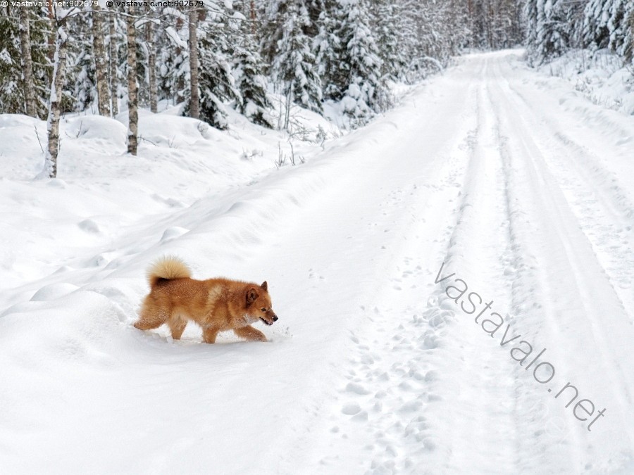 Kuva: Suomenpystykorva lumessa - suomenpystykorva pystykorva pikinokka ...