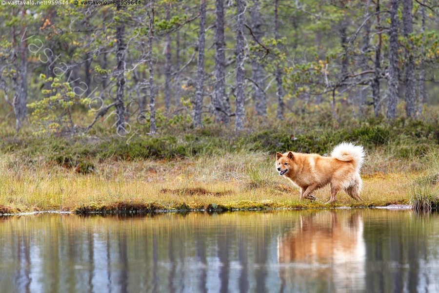 Kuva: Suomenpystykorva nevalla - suomenpystykorva pystykorva koira ...