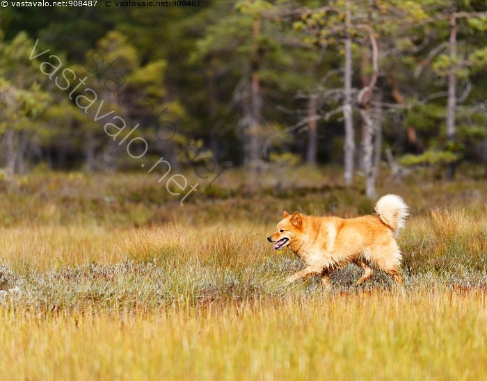 Kuva: Suomenpystykorva nevalla - suomenpystykorva pystykorva koira ...