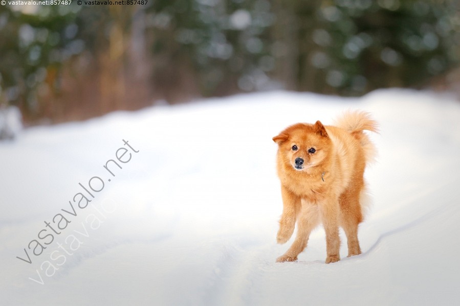 Kuva: Suomenpystykorva ravistaa lumet pois - suomenpystykorva ...