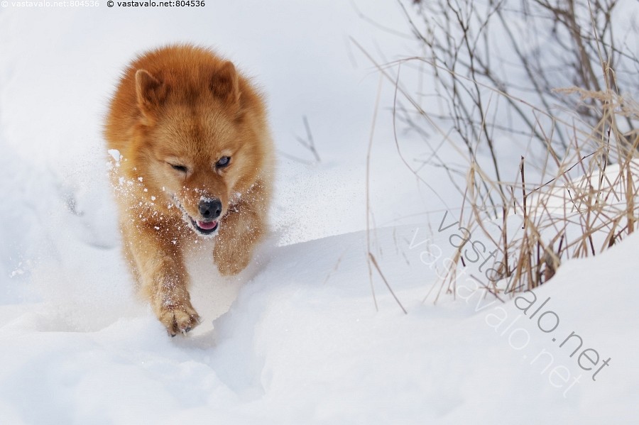 Kuva: Suomenpystykorva juoksee - suomenpystykorva pystykorva pikinokka ...