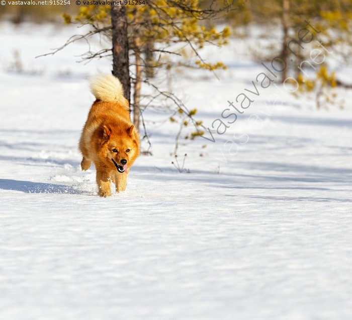 Kuva: Suomenpystykorvan liikkumisen riemua - suomenpystykorva ...