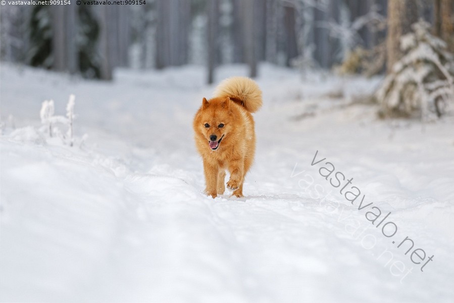 Kuva: Suomenpystykorva ympäristössään - suomenpystykorva pystykorva ...