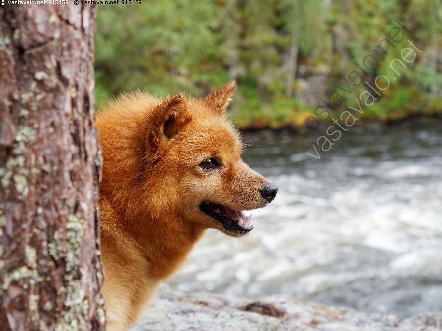 Kuva: Märkä suomenpystykorva - suomenpystykorva pystykorva ...