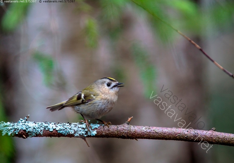 Kuva: Hippiäinen - hippiäinen lintu linnut pikkulinnut pikkulintu oksa ...