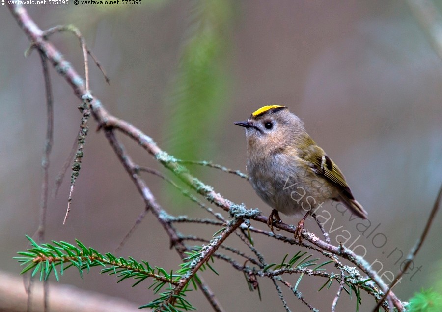 Kuva: Hippiäinen - hippiäinen lintu linnut pikkulintu pikkulinnut Suomi ...