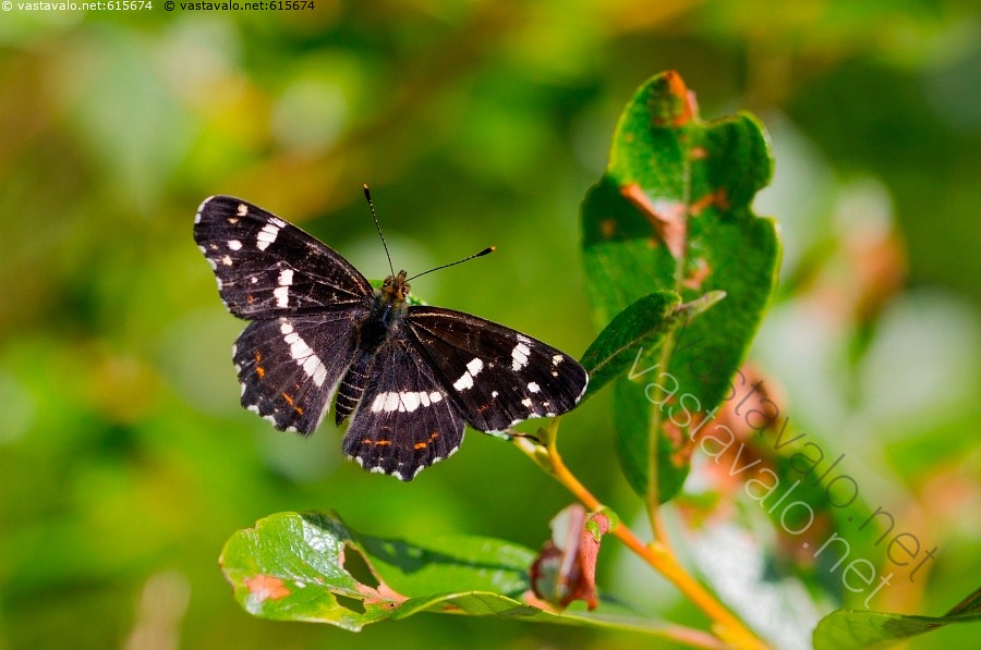 Kuva: Karttaperhonen - karttaperhonen perhonen päiväperhonen hyönteinen ...