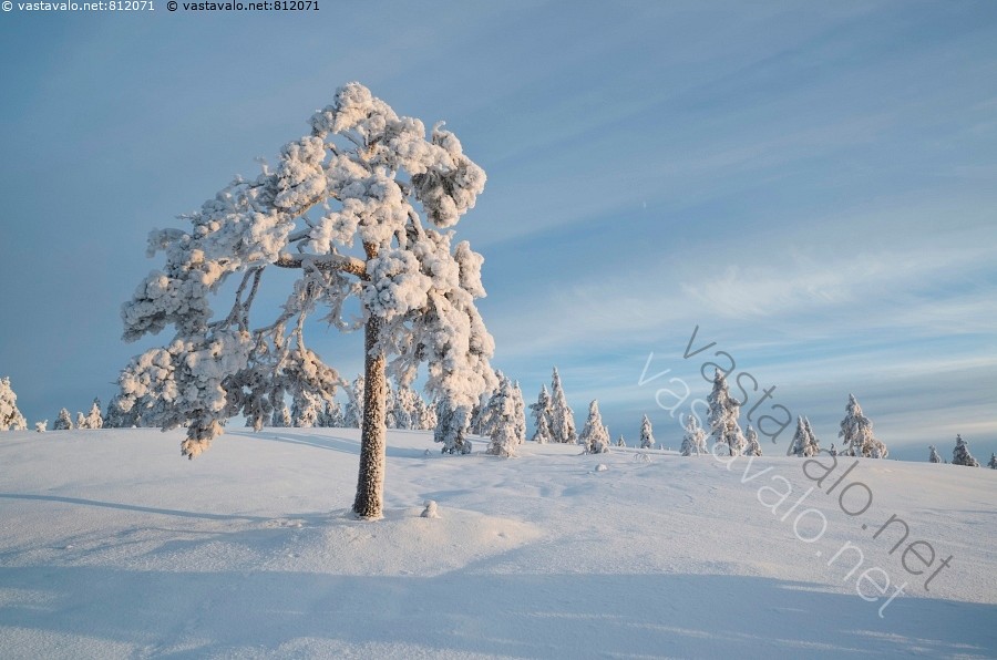 Kuva: Luminen ikimänty - keskitalvi pakkanen talvimaisema luminen kuura ...