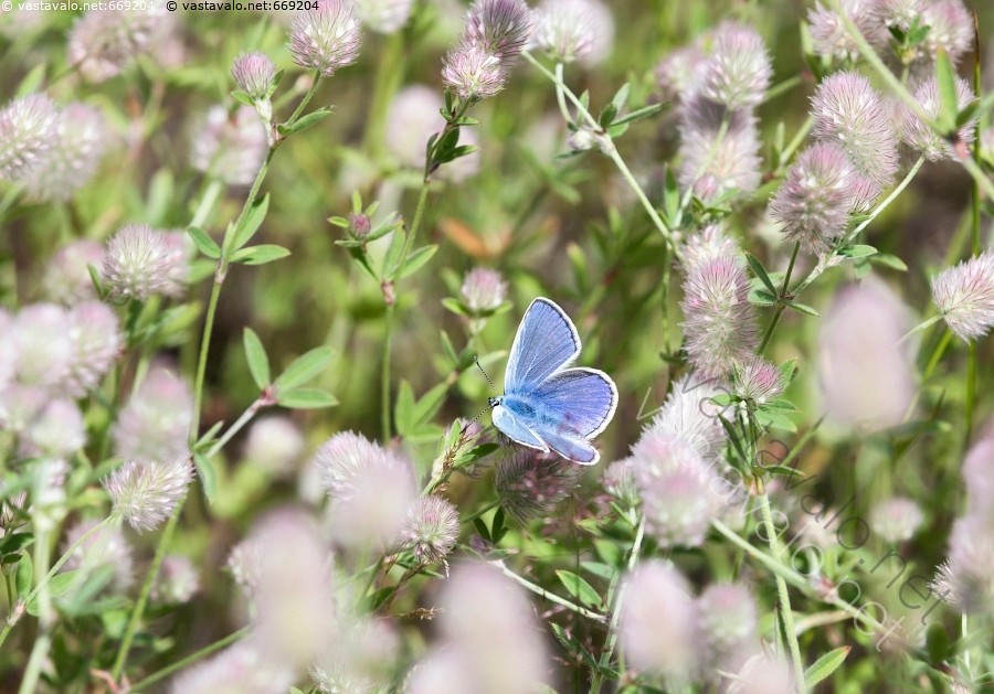 Kuva: Perhonen kasvien ympäröimänä - juolukkasinisiipi juolukkasini ...