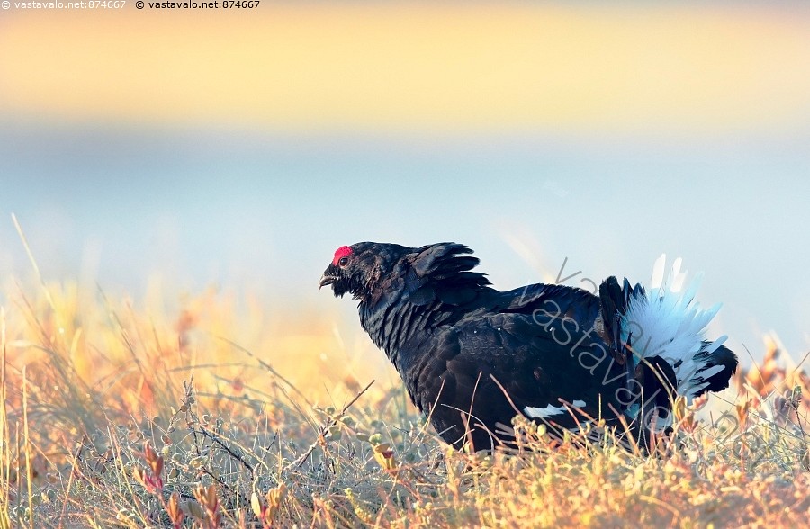 Kuva: Teeri - teeri Lyrurus tetrix paikkalintu selkärankaiset lintu ...