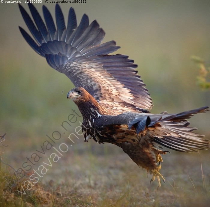 Kuva: Merikotka lennossa - merikotka Haliaeetus albicilla kotka kotkat ...