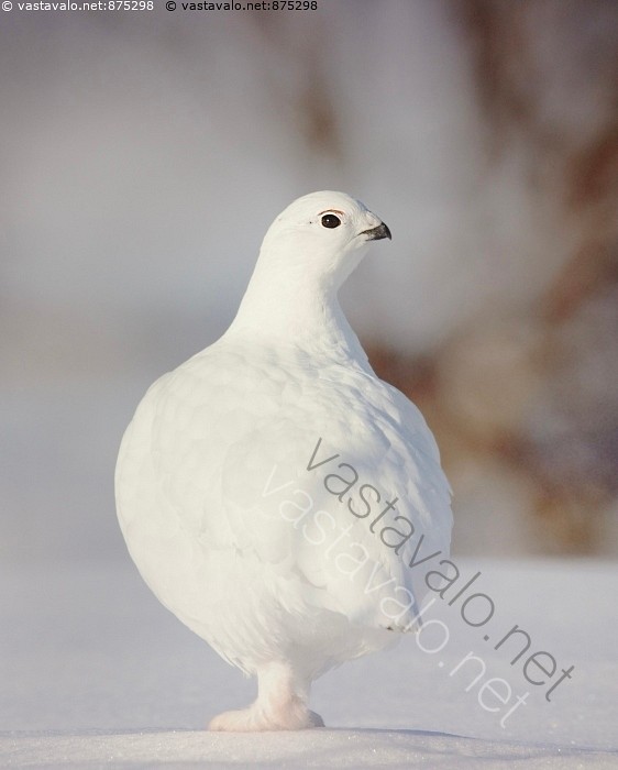 Kuva: Riekko - riekko Lagopus lagopus metsäkanalinnut kanalintu ...