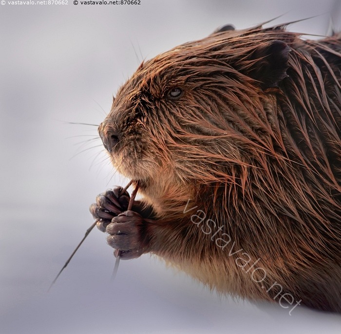 Kuva: Majava - majava Castor canadensis jyrsijä jyrsijät vesieläin ...