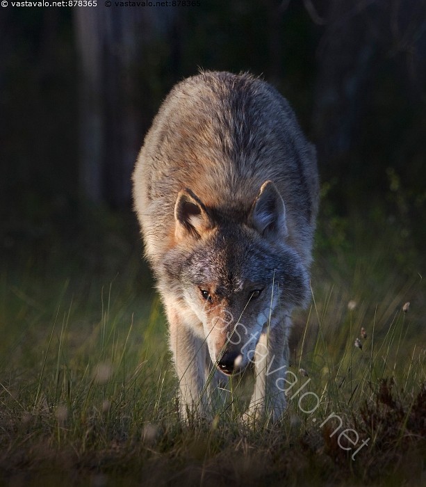 Kuva: Susi - susi Canis lupus nisäkäs nisäkkäät peto suurpeto ...