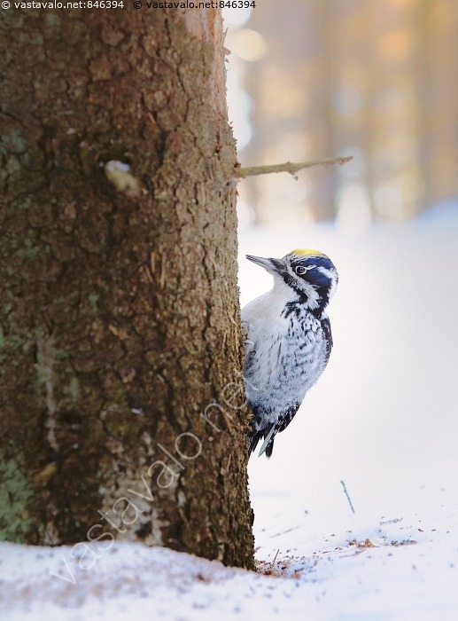 Kuva: Pohjantikka - pohjantikka Picoides tridactylus lintu linnut ...