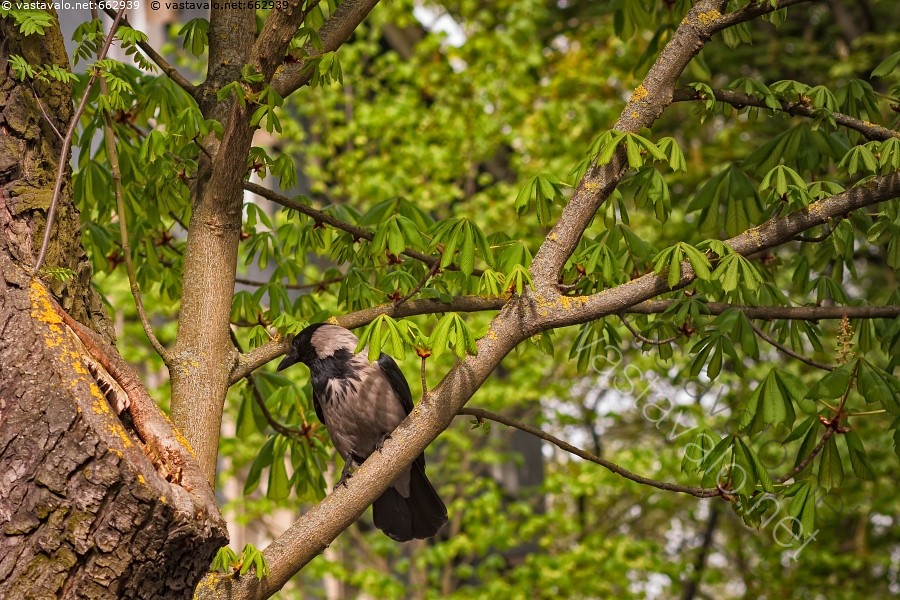 Kuva: Varis kurkistaa puunkoloon - Baltia Viro Tallinna rauhallisuus ...