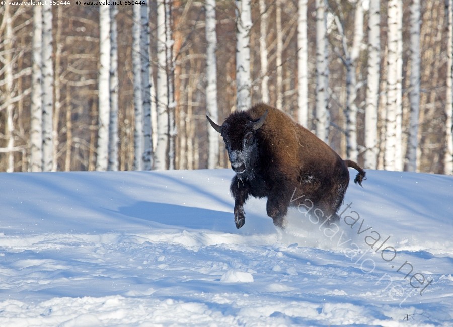 Kuva: Biisoni - Biisoni Bison bison amarikanbiisoni nautaeläin ...