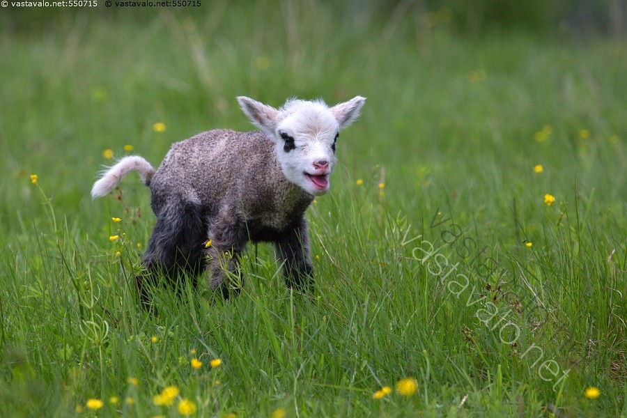 Kuva: Karitsa - karitsa lammas suomenlammas sorkkaeläin niitty kesä ...