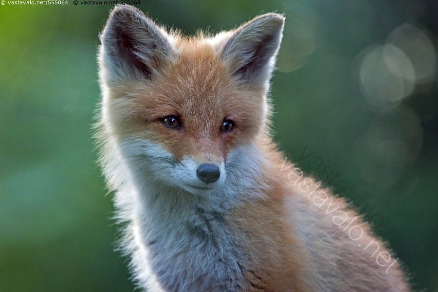 Kuva: Kettu - kettu Vulpes vulpes punakettu ketunpoika ketunpoikanen ...