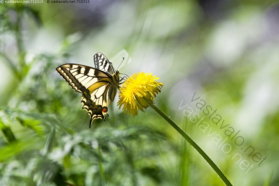 Kuva: Ritariperhonen imee mettä voikukassa - ritariperhonen Papilio ...