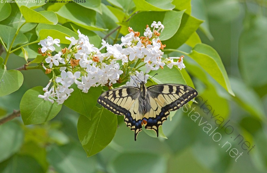 Kuva: Ritariperhonen syreenin kukassa - ritariperhonen Papilio machaon ...