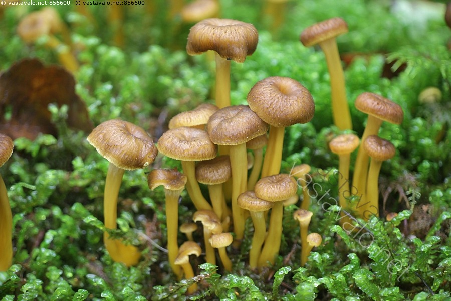 Kuva: Craterellus tubaeformis, suppilovahvero - suppilovahvero ...