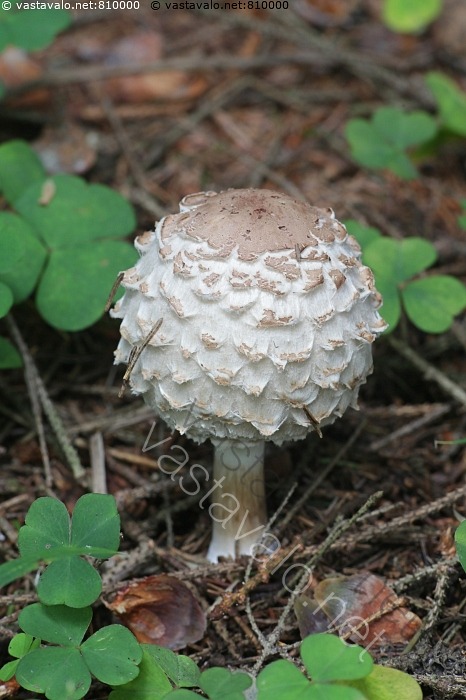 Kuva: Akansieni, Chlorophyllum olivieri - sienestys ruokasieni ...