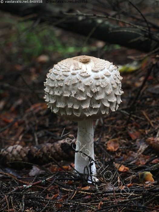 Kuva: Chlorophyllum olivieri, akansieni - suomuinen harmaa sieni ...