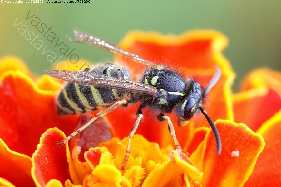 Kuva: Ampiainen ja samettikukka - piha-ampiainen Vespula vulgaris ...