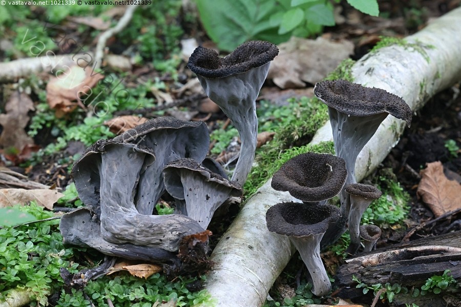 Kuva: Mustatorvisieni, Craterellus cornucopioides - mustatorvisieni ...