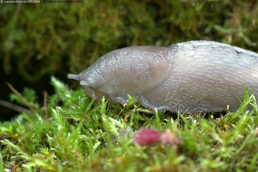 Kuva: Ukkoetana - etana ukkoetana Limax cinereoniger harjaetana ...