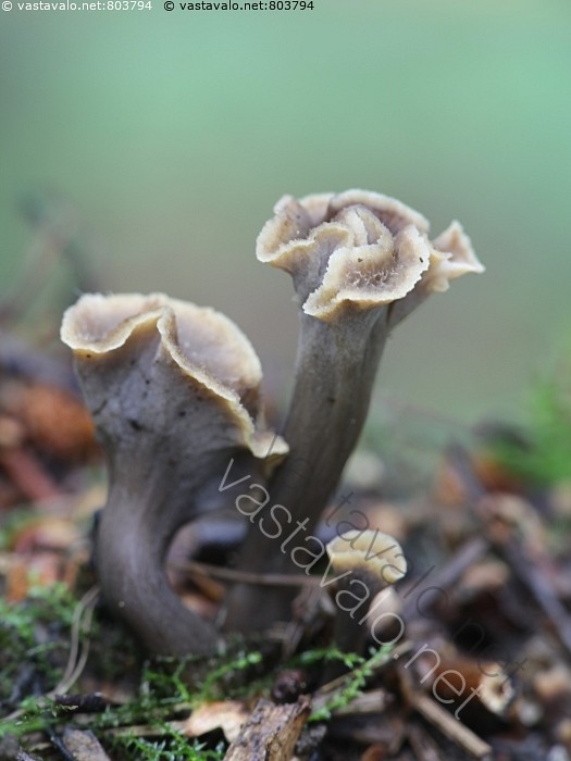 Kuva: Pikkutorvisieni, Pseudocraterellus pertenuis - pikkutorvisieni ...