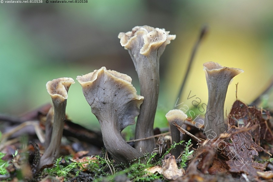 Kuva: Pikkutorvisieni, Pseudocraterellus pertenuis - torvisienet ...