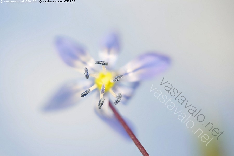 Kuva: Palho, ponsi ja hede - hede heteet emi palho ponsi meioosi ...