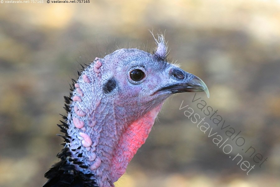 Kuva: Kalkkuna - mustakalkkuna kana Meleagris gallopavo kesykalkkuna ...