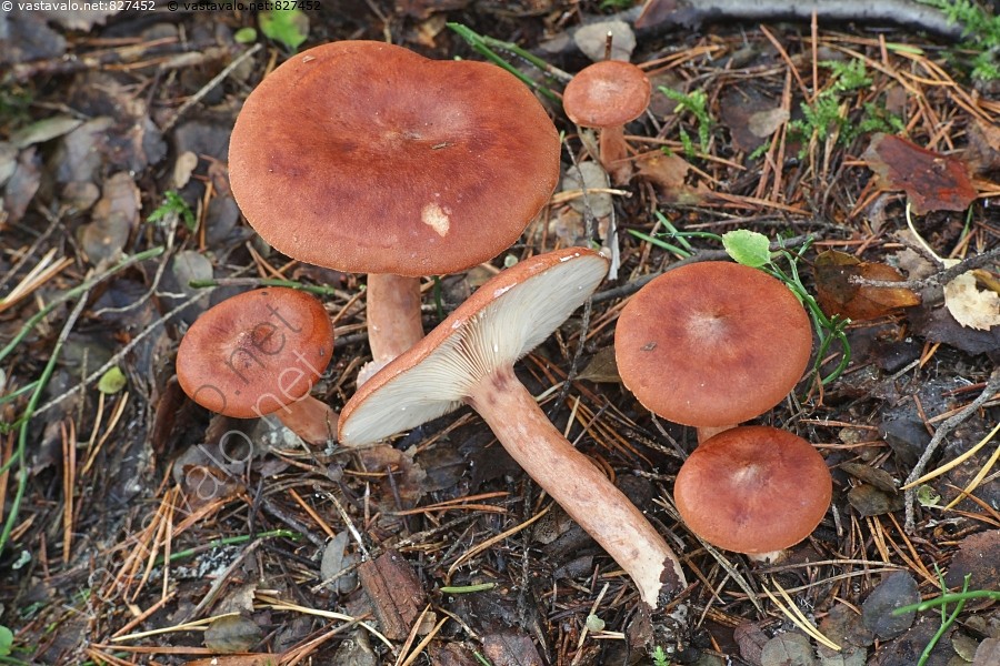 Kuva: Lactarius rufus, kangasrousku - kangasrousku Lactarius rufus ...